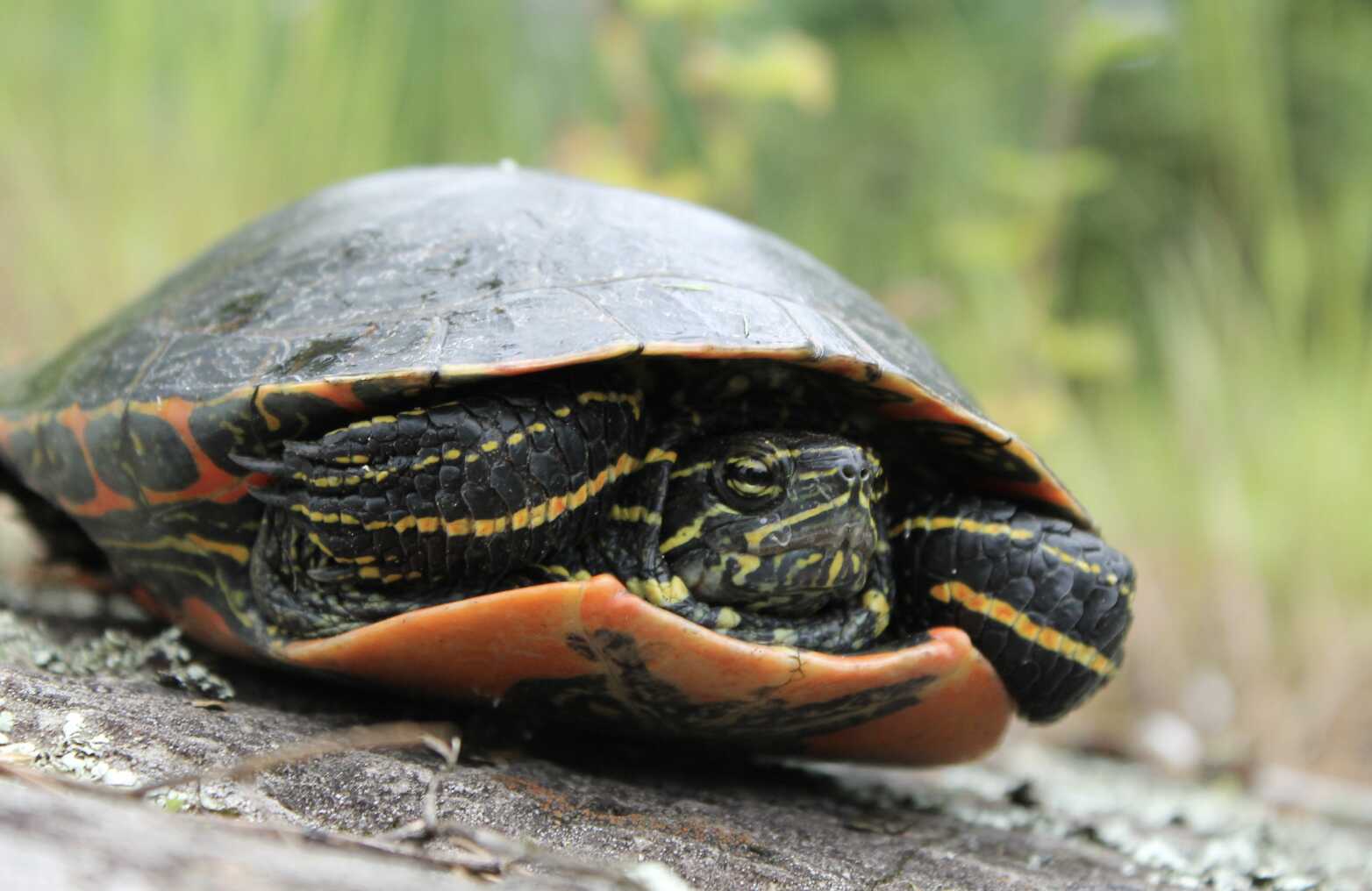 Cancer 13 · Paul Ramsey